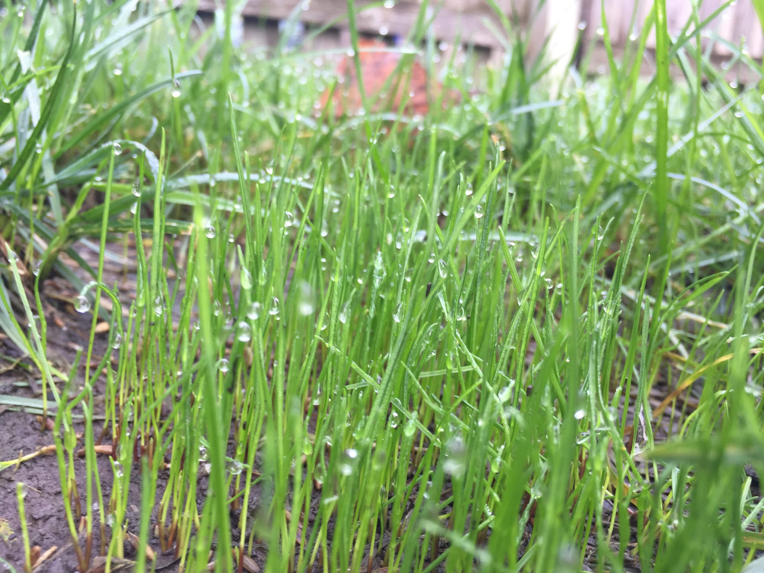 October Lawn Tasks in Kansas City - Hometown Lawn